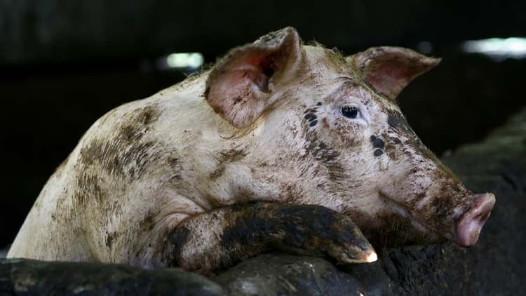 Catalonia Closes Collserola Park, Tightens Controls After Outbreak ...