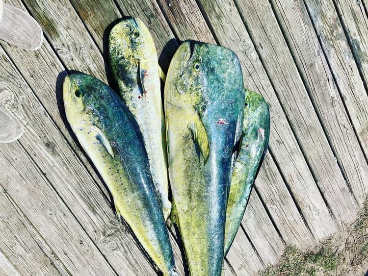 Outer Banks Gulf Stream Lines Up for Early Yellowfin, Blackfin Tuna ...
