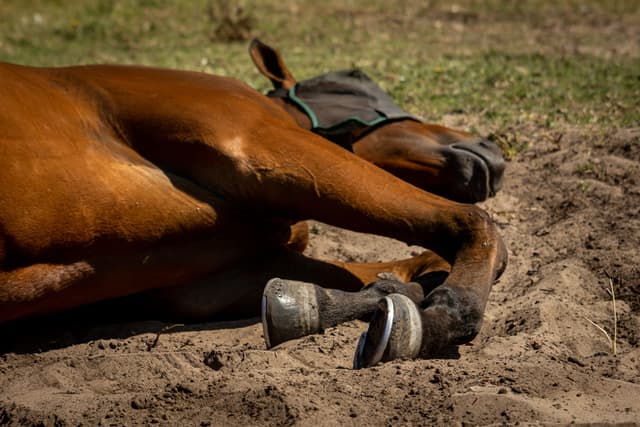 3-Year-Old Gelding Fire Flight Euthanized After Throwing Jockey at Los ...