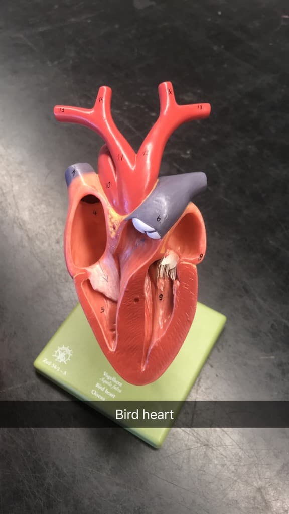 Parrot Club to spotlight avian heart disease in May Zoom talk | Prism News
