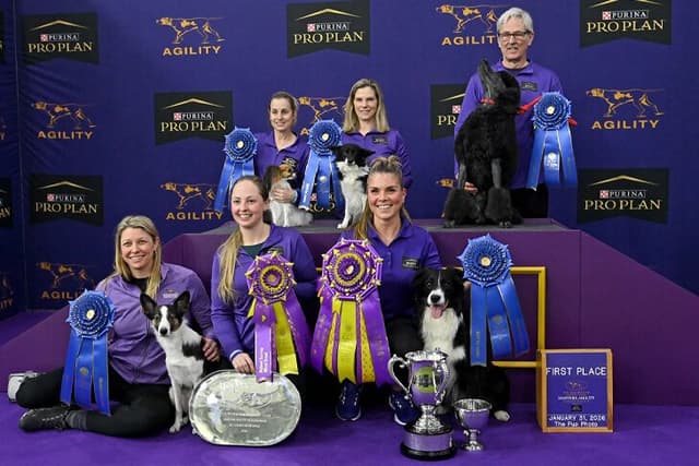 Amber McCune's Prove-It Border Collie Wins 2026 Westminster Masters ...