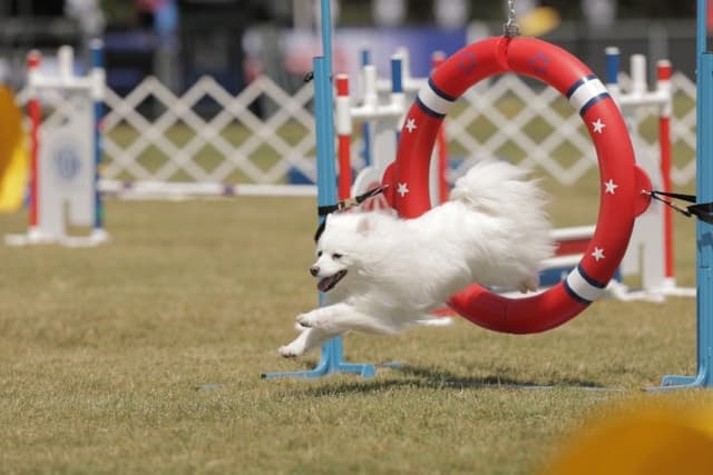 AKC USA 250 brings diving dogs and agility to Philadelphia Navy Yard ...