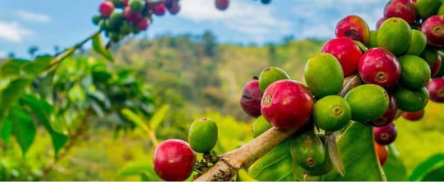 Rabobank Forecasts Record 180 Million-Bag Global Coffee Crop for 2026/ ...